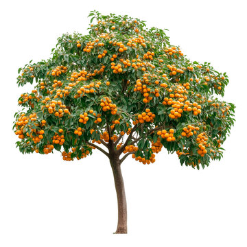 "Longan Tree" Images – Browse 174 Stock Photos, Vectors, and Video ...