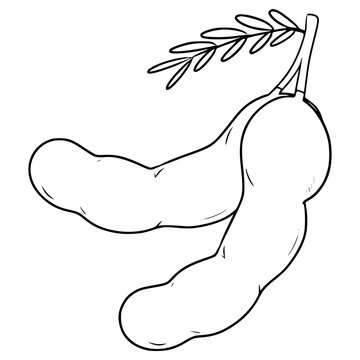 Tamarind Line Drawing Tamarind Drawing: Over 980 Royalty Free