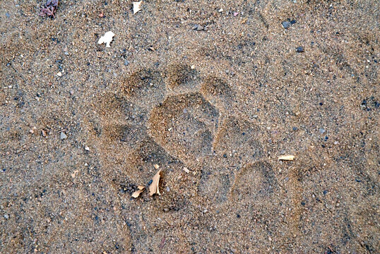 รูปภาพ"Fossa – เลือกดูภาพถ่ายสต็อก เวกเตอร์ และวิดีโอ51,737 | Adobe Stock