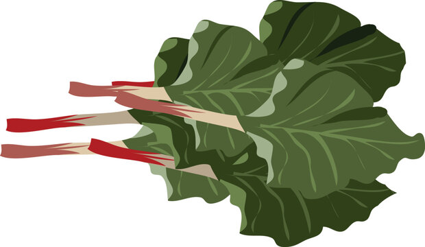 「Rubarb」の写真素材 | 2,954件の無料イラスト画像 | Adobe Stock