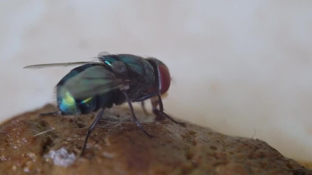 "Bluebottle Fly" Images – Browse 709 Stock Photos, Vectors, and Video ...