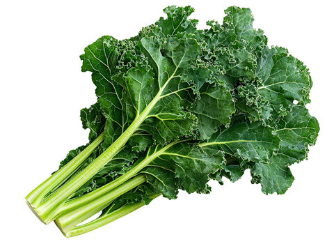 Gypsy Images – Browse 647,229 Stock Photos, Vectors, and Video | Adobe ...