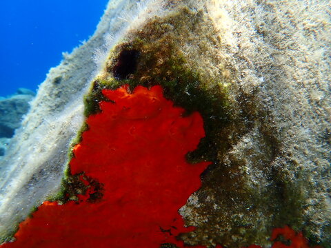 Imágenes de Incrustar: descubre bancos de fotos, ilustraciones ...