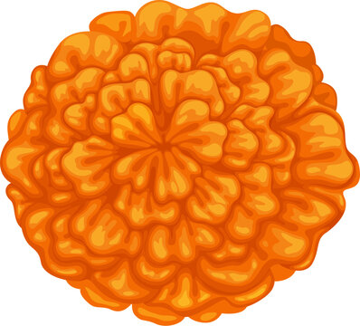 Imágenes de Cempasúchil: descubre bancos de fotos, ilustraciones ...