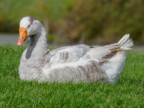 Goose Sitting Grass Images – HD & 4K Photos Free to Download | PikWizard