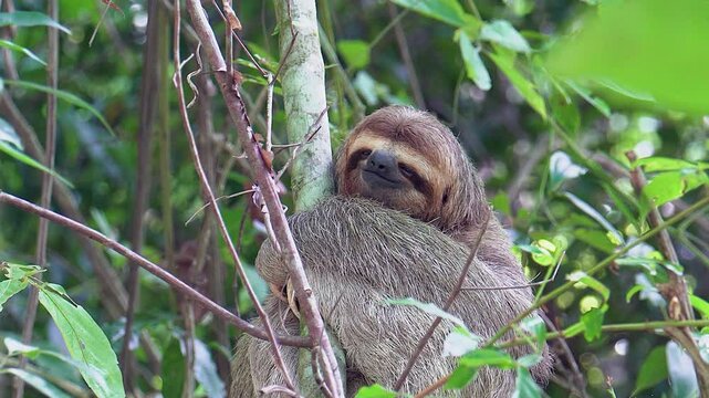Sleepy Sloth Images – Browse 31,316 Stock Photos, Vectors, and Video ...