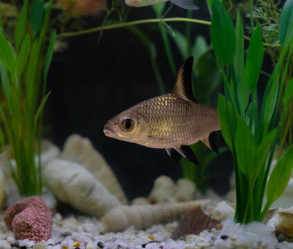 "Balu - Images et vidéos libres de droits | Adobe Stock