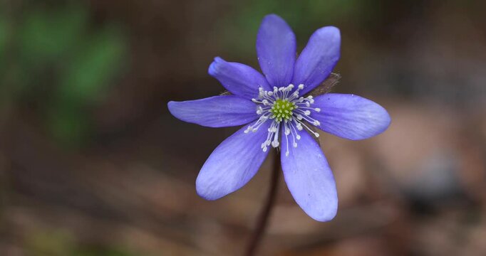 Anemone.hepatica Images – Browse 7,182 Stock Photos, Vectors, and Video ...