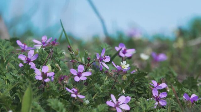 Pinwing Images – Browse 277 Stock Photos, Vectors, and Video | Adobe Stock