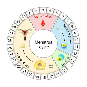 Menstrual Cycle Phases Diagram