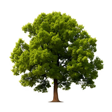 "Bur Oak" Images – Browse 419 Stock Photos, Vectors, and Video | Adobe ...