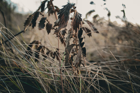 "Dried Up" - Images et vidéos libres de droits | Adobe Stock
