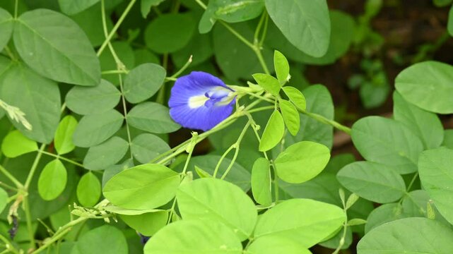 Bluebellvine Images – Browse 666 Stock Photos, Vectors, and Video ...