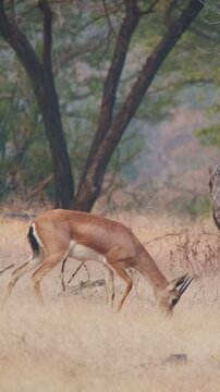 Chinkara Images – Browse 438 Stock Photos, Vectors, and Video | Adobe Stock