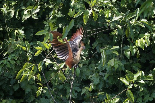 "Canje Pheasant" Images – Browse 2,710 Stock Photos, Vectors, and Video ...