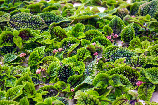 "Pilea Involucrata" Images – Browse 235 Stock Photos, Vectors, and ...