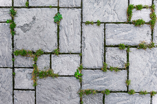 Grass Texture Tile Images – Browse 75,338 Stock Photos, Vectors, and ...