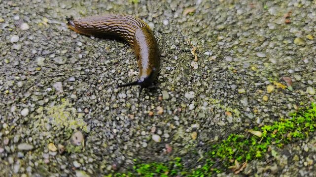 "Slippery Animal" Images – Browse 12 Stock Photos, Vectors, and Video ...