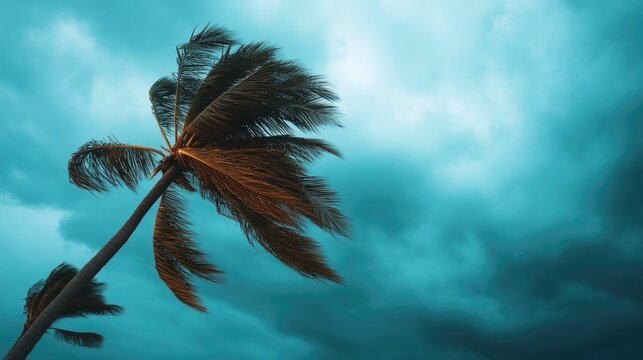 Hurricane Palm Images – Browse 14,934 Stock Photos, Vectors, and Video ...