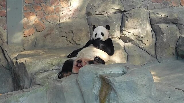 "Big Panda" Images – Browse 523 Stock Photos, Vectors, and Video ...