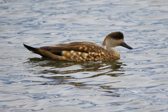 Admiral Montt Gulf Images – HD & 4K Photos Free to Download | PikWizard