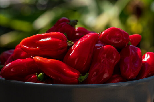 Bhut Images – Browse 1,096 Stock Photos, Vectors, and Video | Adobe Stock