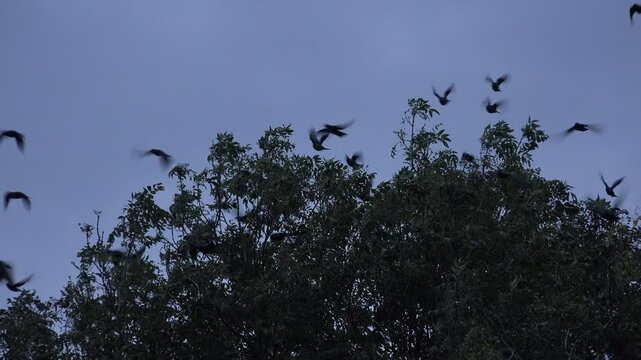 "Corvidae-Bilder: Stock-Fotos & -Videos. | Adobe Stock