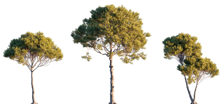 "Pinus Pinea" Images – Browse 15,670 Stock Photos, Vectors, and Video ...