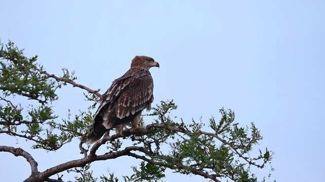 "Imperial Eagle" Imagens – Procure 5,056 fotos, vetores e vídeos ...