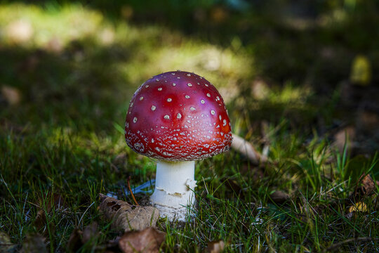 "Fly Agaric" Images – Browse 99,549 Stock Photos, Vectors, and Video | Adobe Stock