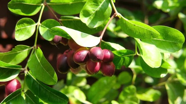 "Bengal Currant" Imagens – Procure 366 fotos, vetores e vídeos | Adobe ...