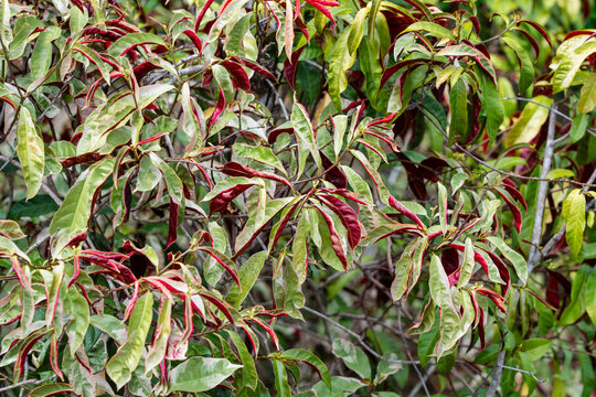 Excoecaria Images – Browse 118 Stock Photos, Vectors, and Video | Adobe ...