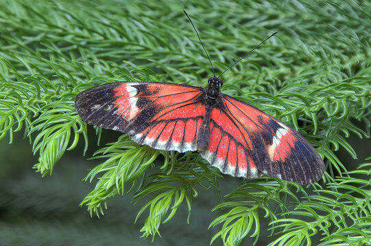 "Piano Key Butterfly" Images – Browse 40 Stock Photos, Vectors, and ...