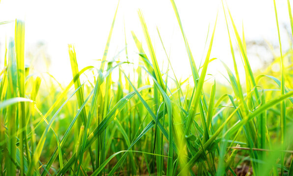 "Green Grass Background" Images – Browse 5,214 Stock Photos, Vectors ...