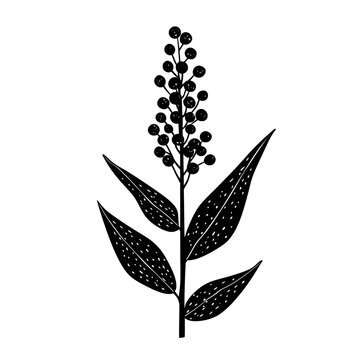 Quinoa Plant Drawing Quinoa Drawing Images – Browse 7,221 Stock
