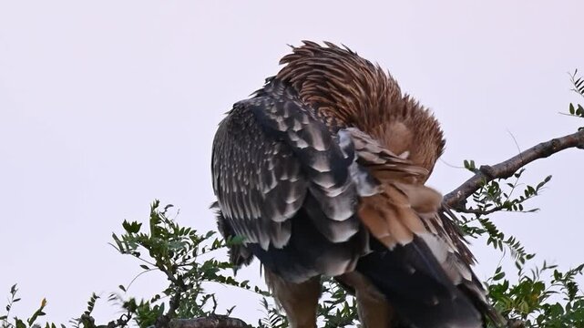 "Imperial Eagle" Imagens – Procure 5,056 fotos, vetores e vídeos ...