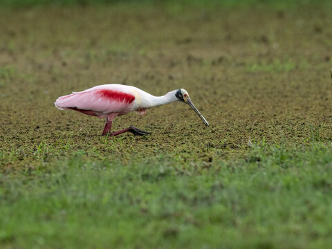Spoon Bill"」の写真素材 | 25,590件の無料イラスト画像 | Adobe Stock