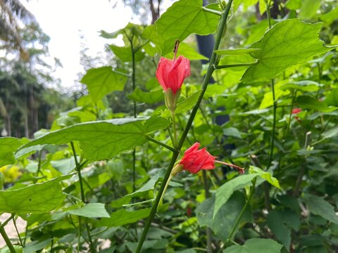 "Wax Mallow"-Bilder: Stock-Fotos & -Videos. | Adobe Stock