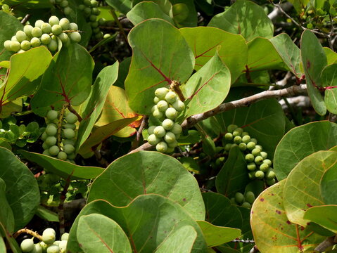 "Coastal Vegetation" Images – Browse 2,739 Stock Photos, Vectors, and ...