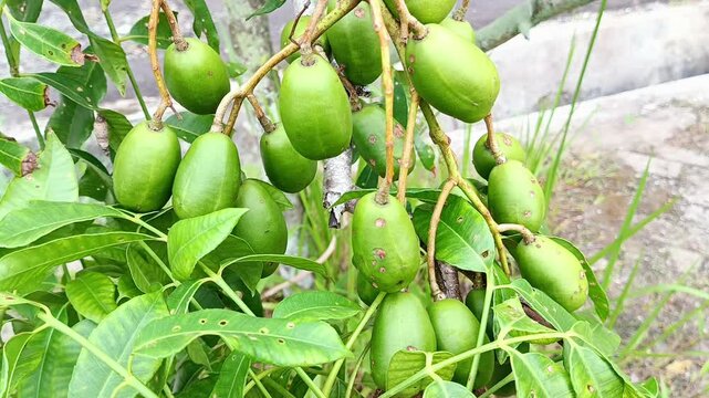 Kedondong Images – Browse 1,646 Stock Photos, Vectors, and Video ...