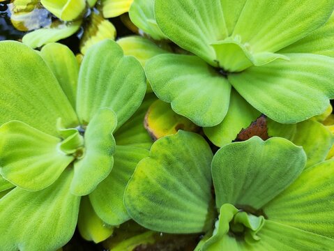 "Pistia Stratiotes" Images – Browse 4,099 Stock Photos, Vectors, and ...