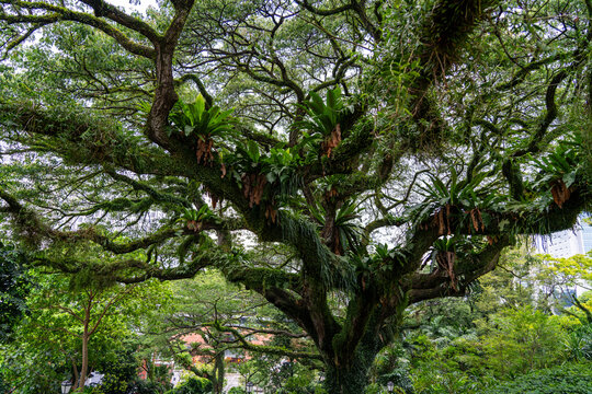 รูปภาพMonkeypod – เลือกดูภาพถ่ายสต็อก เวกเตอร์ และวิดีโอ8,065 | Adobe Stock