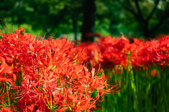 「Daigo」の写真素材 | 2,177件の無料イラスト画像 | Adobe Stock