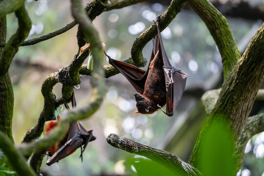 "Large Flying Fox" Images – Browse 851 Stock Photos, Vectors, and Video ...