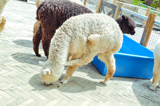 "White Alpaca" Images – Browse 383 Stock Photos, Vectors, and Video ...