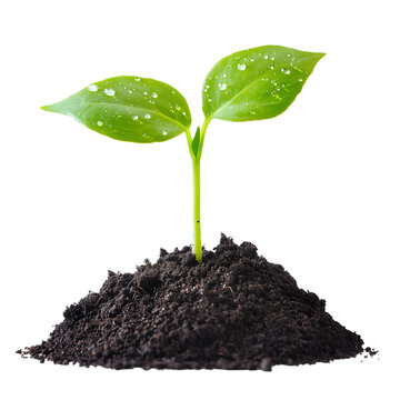 「植物 芽」の写真素材 | 4,862,580件の無料イラスト画像 | Adobe Stock