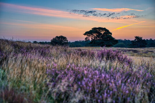 รูปภาพ"Heide – เลือกดูภาพถ่ายสต็อก เวกเตอร์ และวิดีโอ45,497 | Adobe Stock