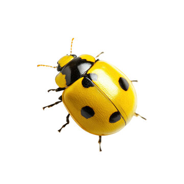 "Yellow Ladybug" Images – Browse 242 Stock Photos, Vectors, and Video ...