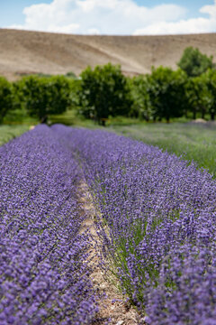 Imágenes de "Lavender Fields": descubre bancos de fotos, ilustraciones ...