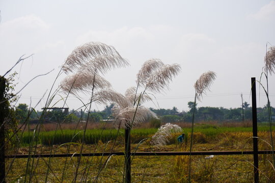 Kashful Images – Browse 412 Stock Photos, Vectors, and Video | Adobe Stock